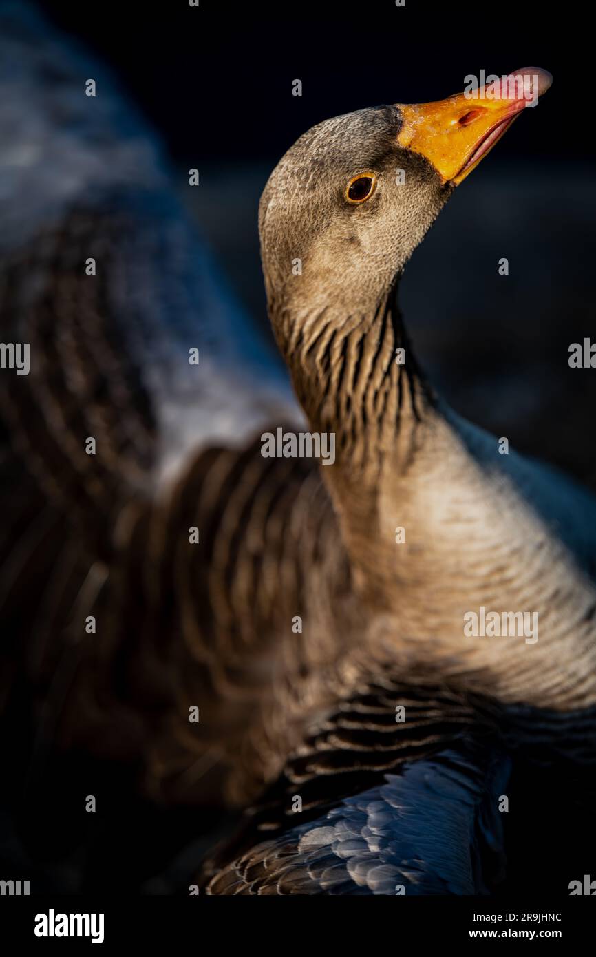 Greylag goose with wings spread. Seen in Kelsey Park, Beckenham, UK ...