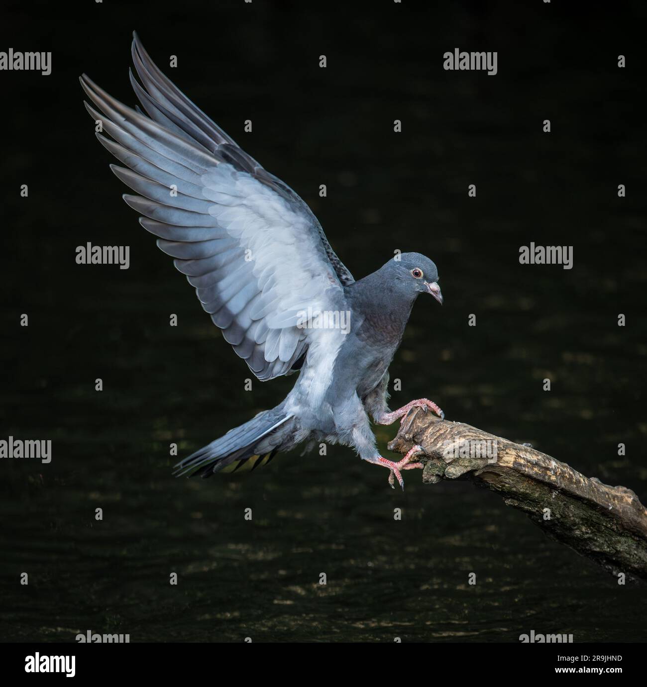 Rock dove or common pigeon or feral pigeon landing on a branch with ...