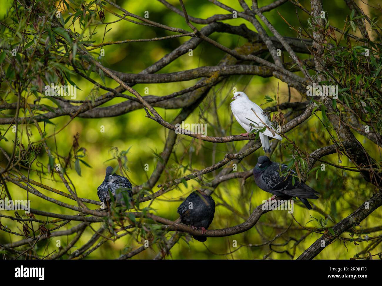 Rock doves or common pigeons or feral pigeons sitting in a tree. Common ...