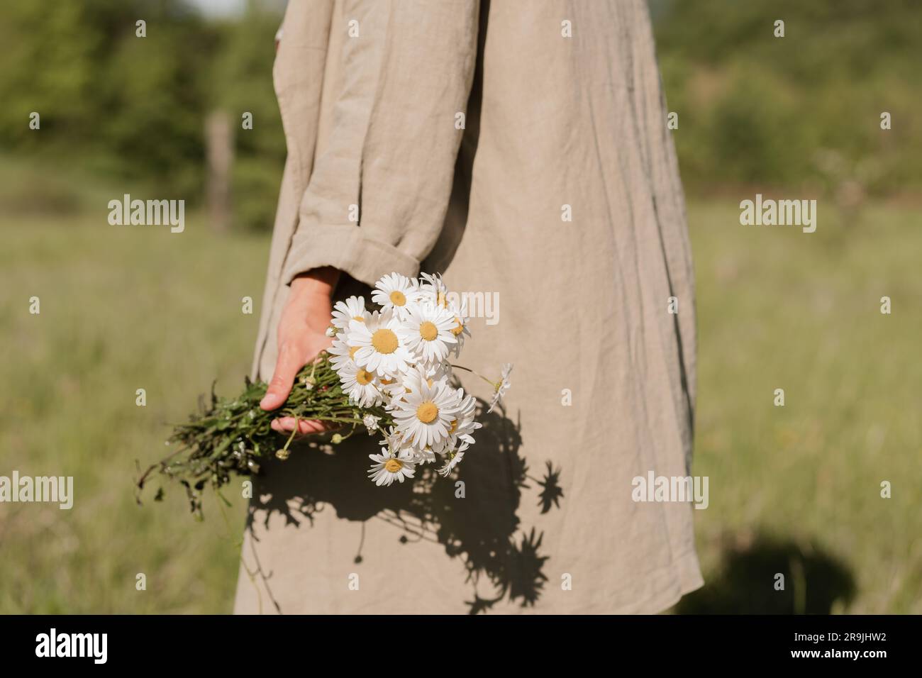 Woman pick daisy flowers in hi-res stock photography and images - Alamy