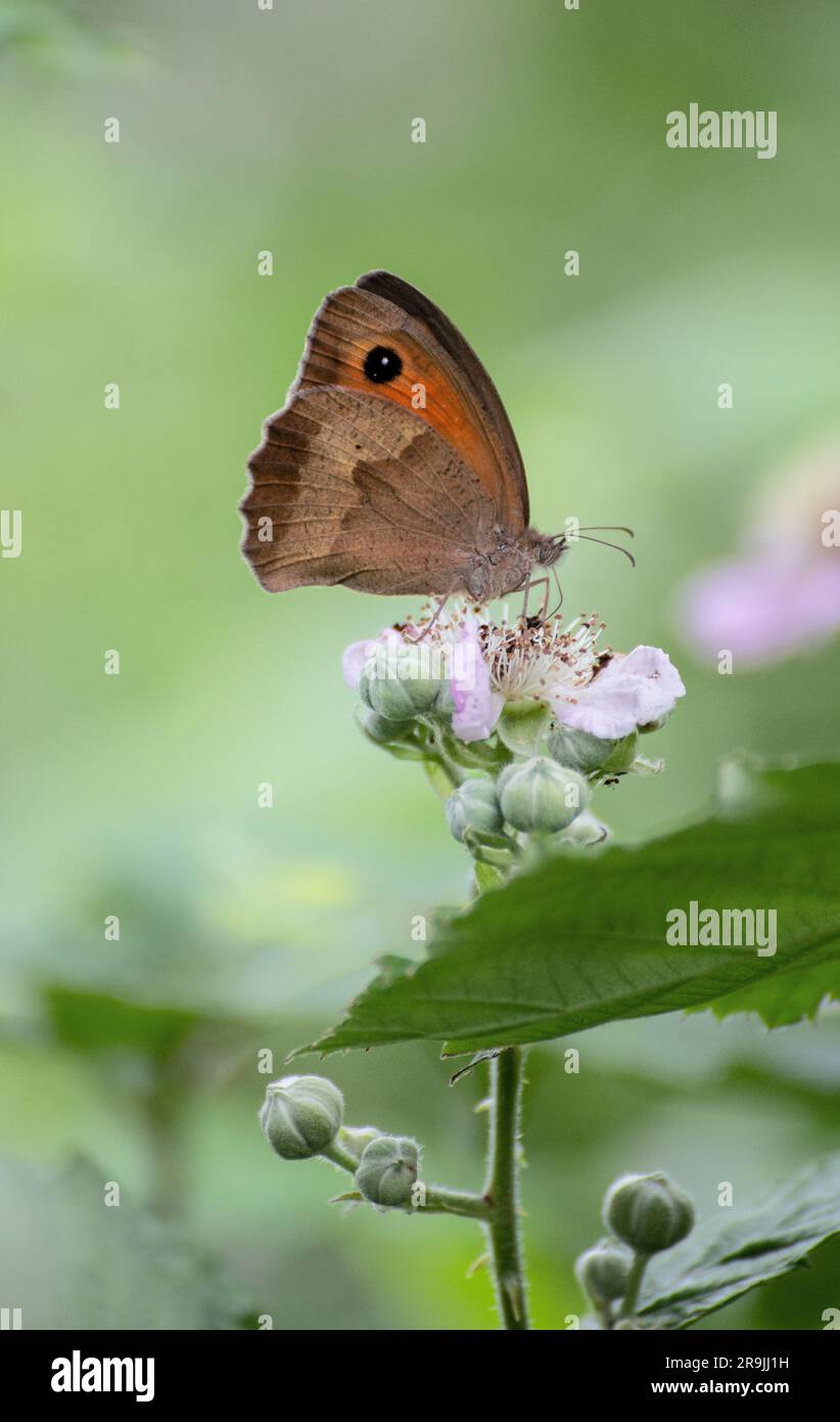 Maniola jurtina butterfly Stock Photo - Alamy
