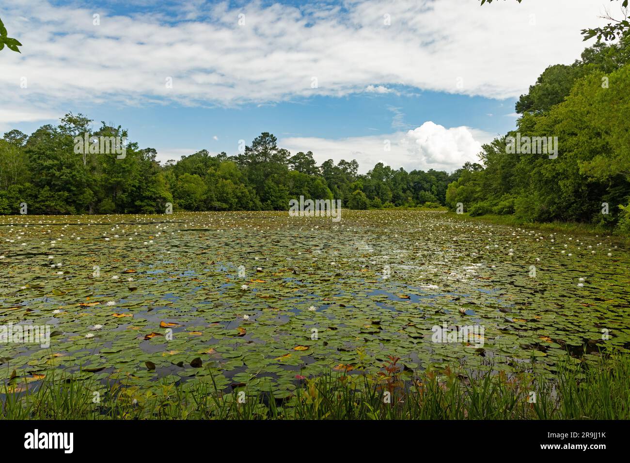 landscape in the Magnolia Springs State Park in Georgia Stock Photo - Alamy