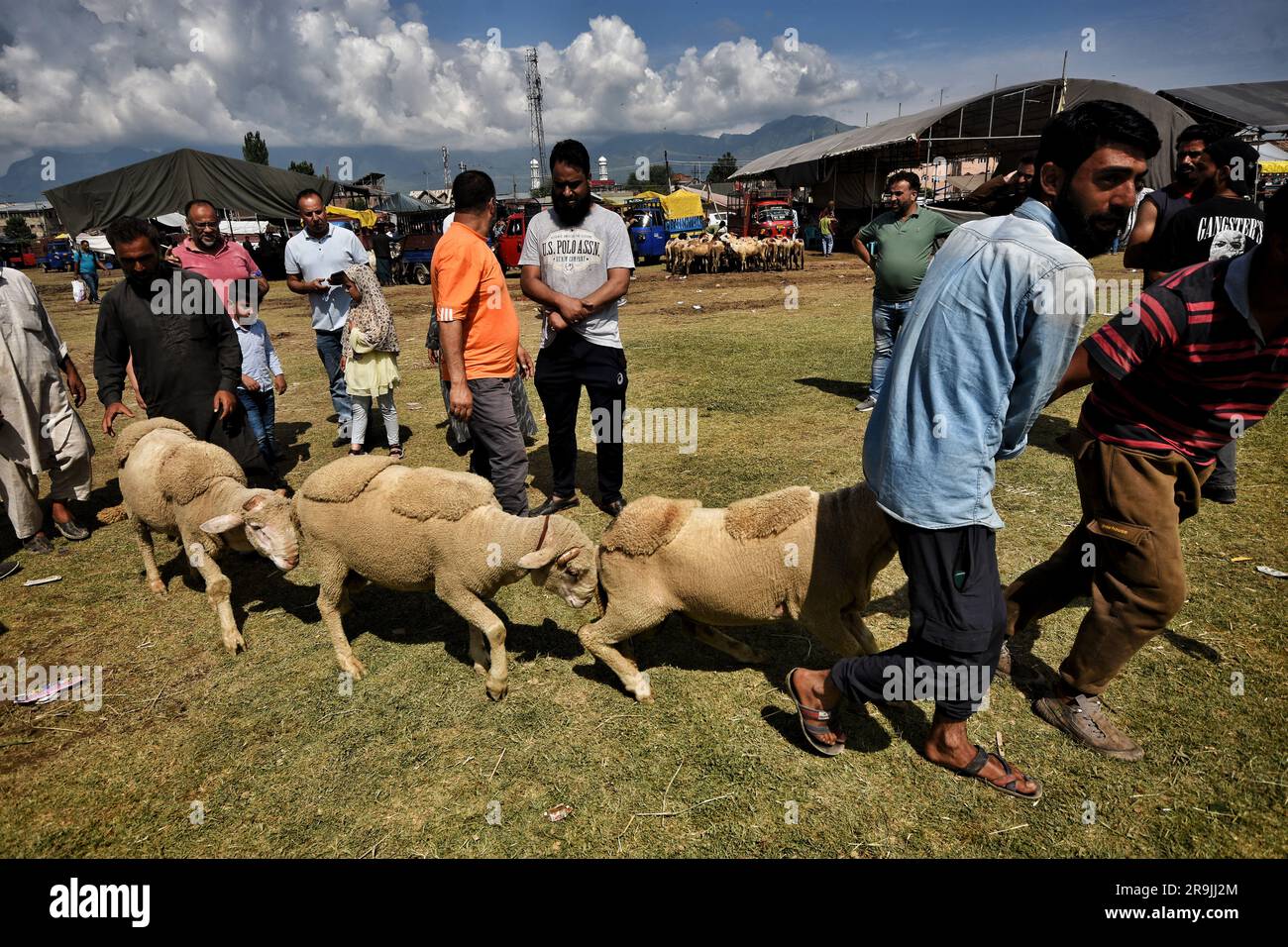 Srinagar, India. 27th June, 2023. Sheep are seen at a livestock market ...