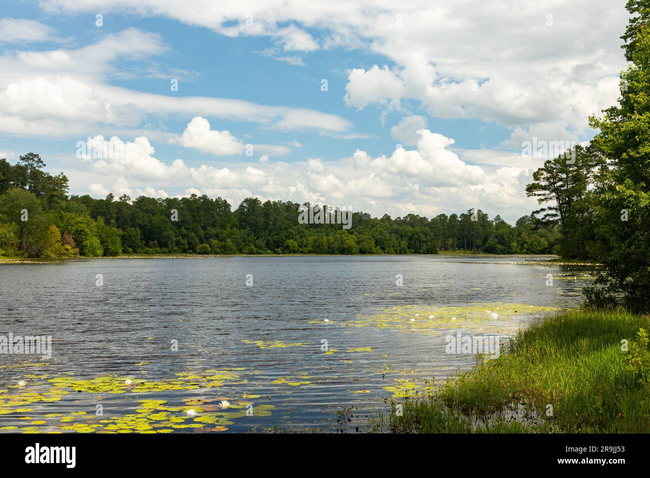landscape in the Magnolia Springs State Park in Georgia Stock Photo - Alamy
