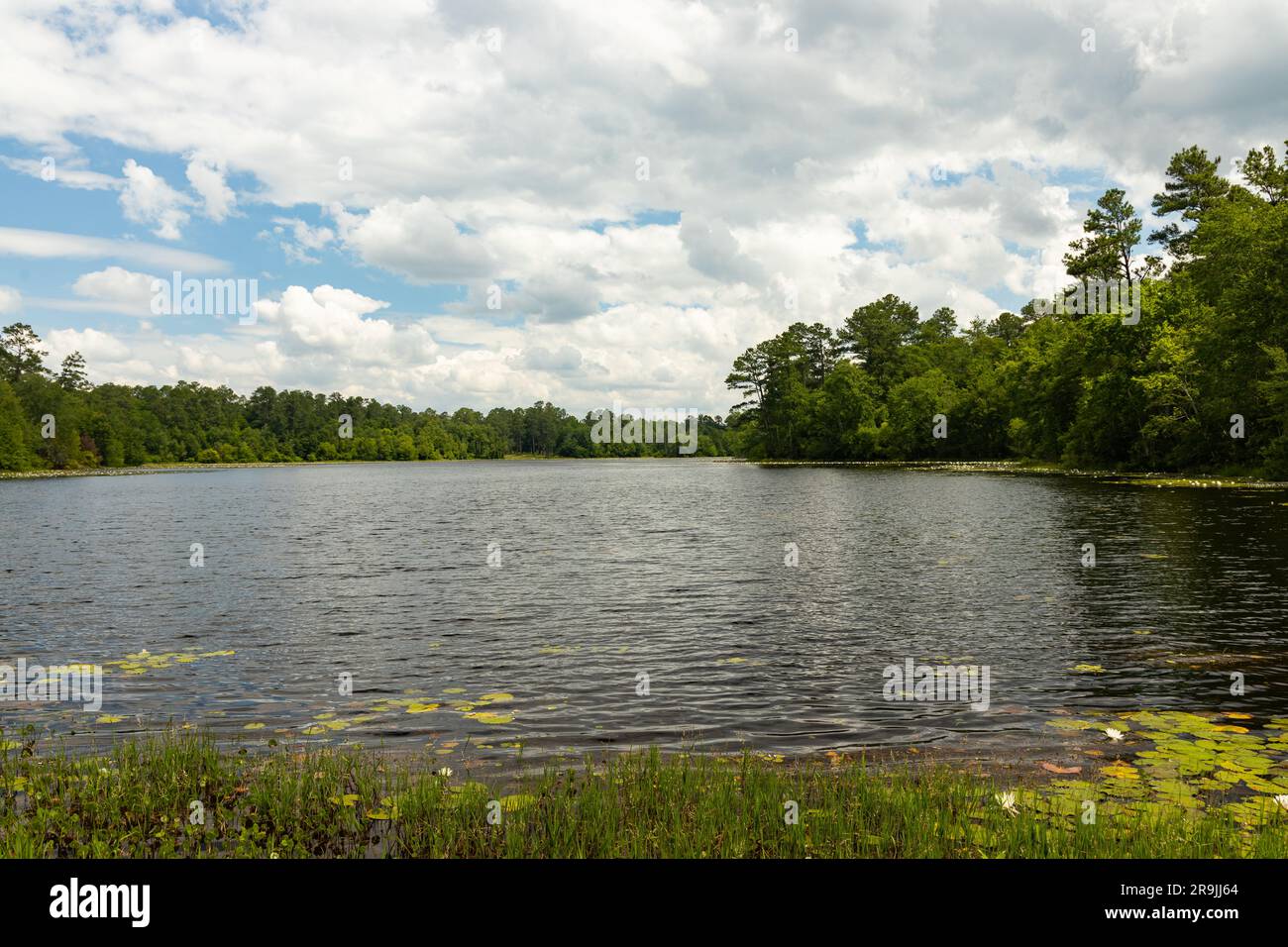 landscape in the Magnolia Springs State Park in Georgia Stock Photo - Alamy