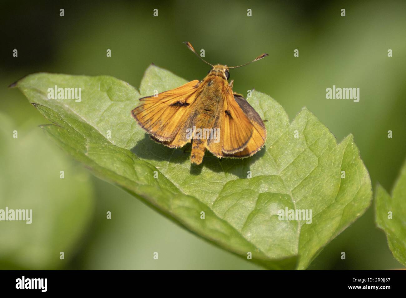 Logan wood hi-res stock photography and images - Alamy