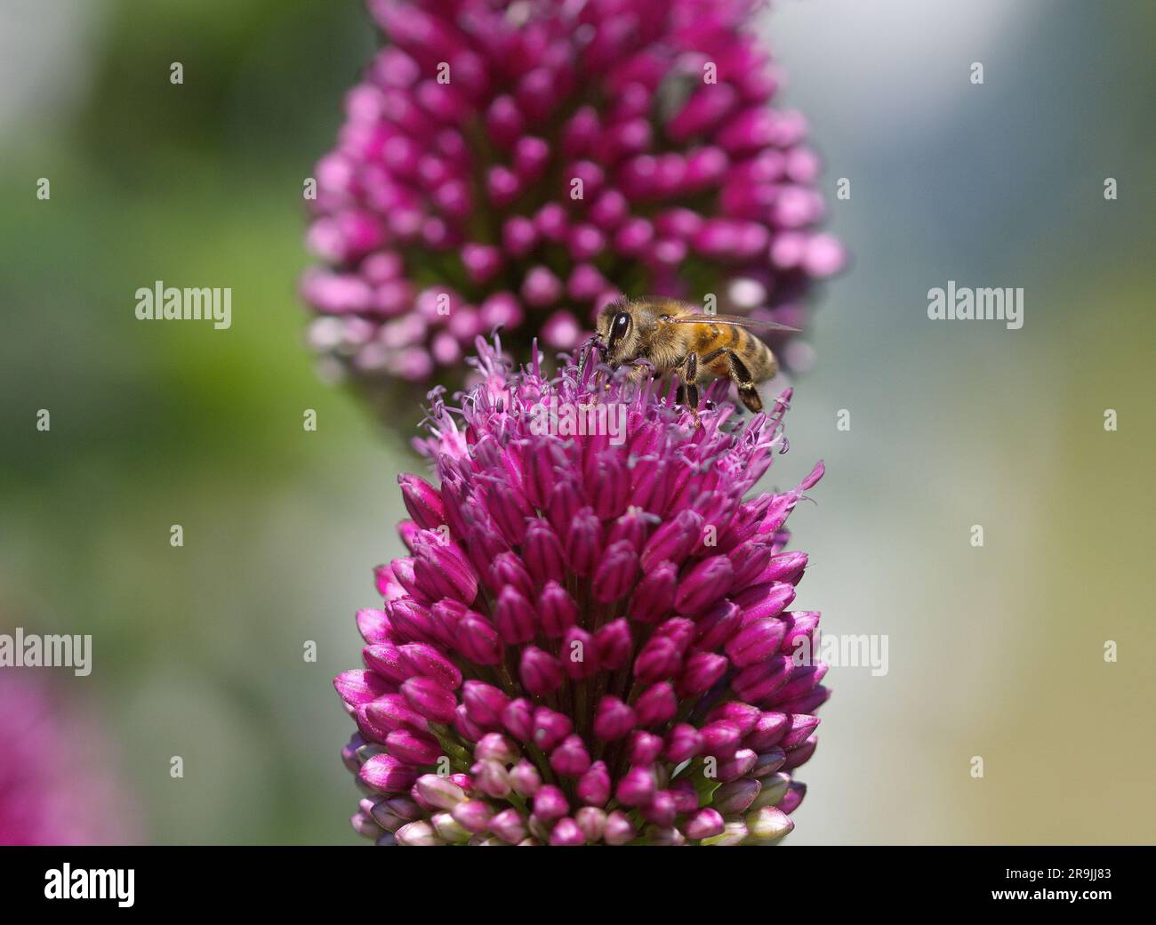 Honigbiene in blumen hi-res stock photography and images - Alamy