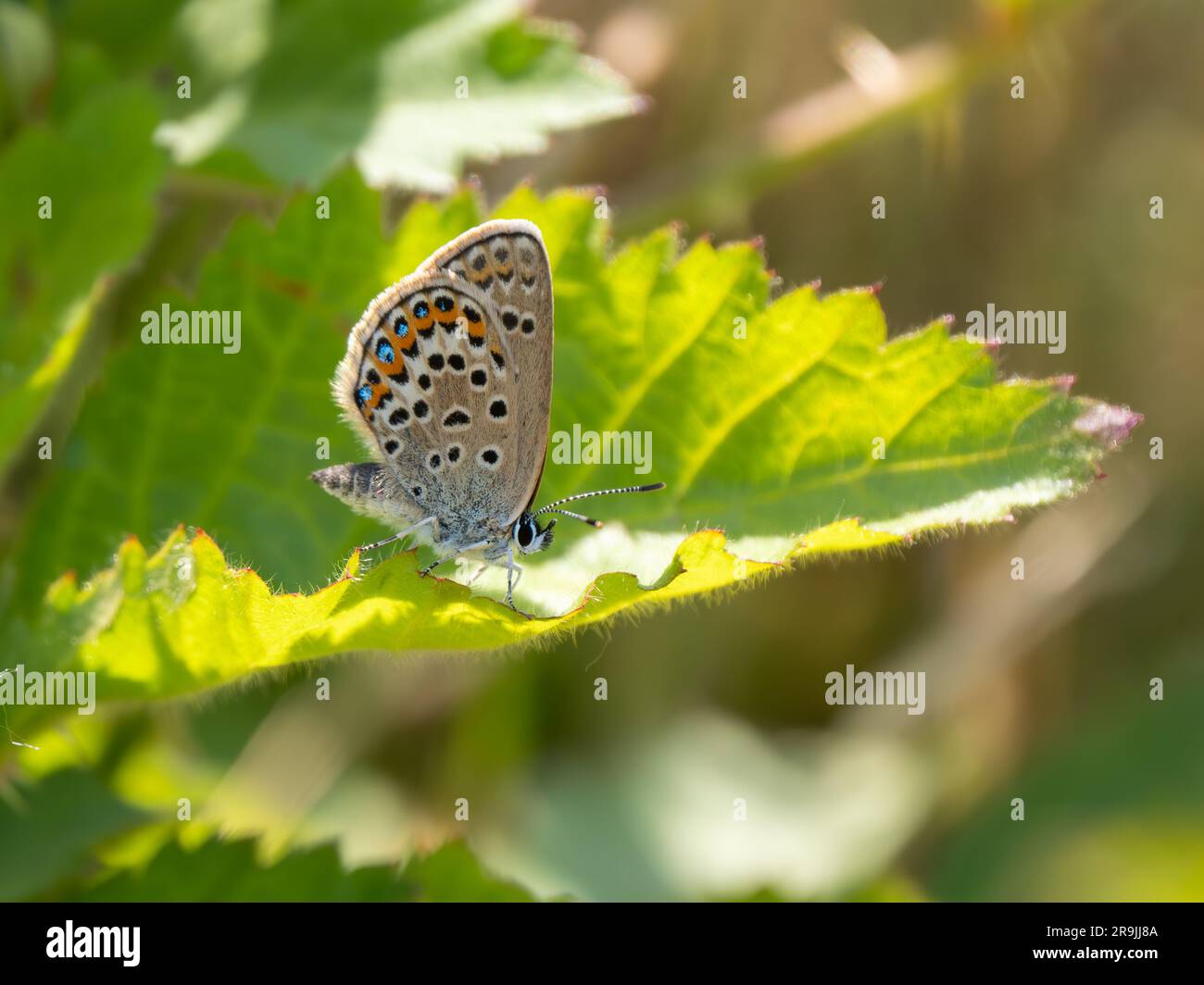 Female silver studded blue butterfly hi-res stock photography and ...