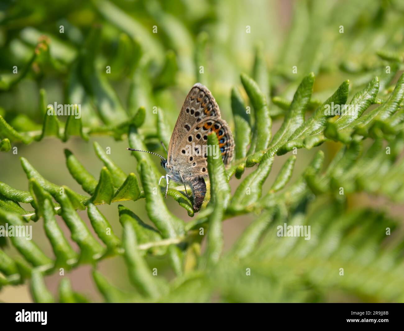 Female Silver-studded Blue Butterfly Egg Laying Stock Photo - Alamy