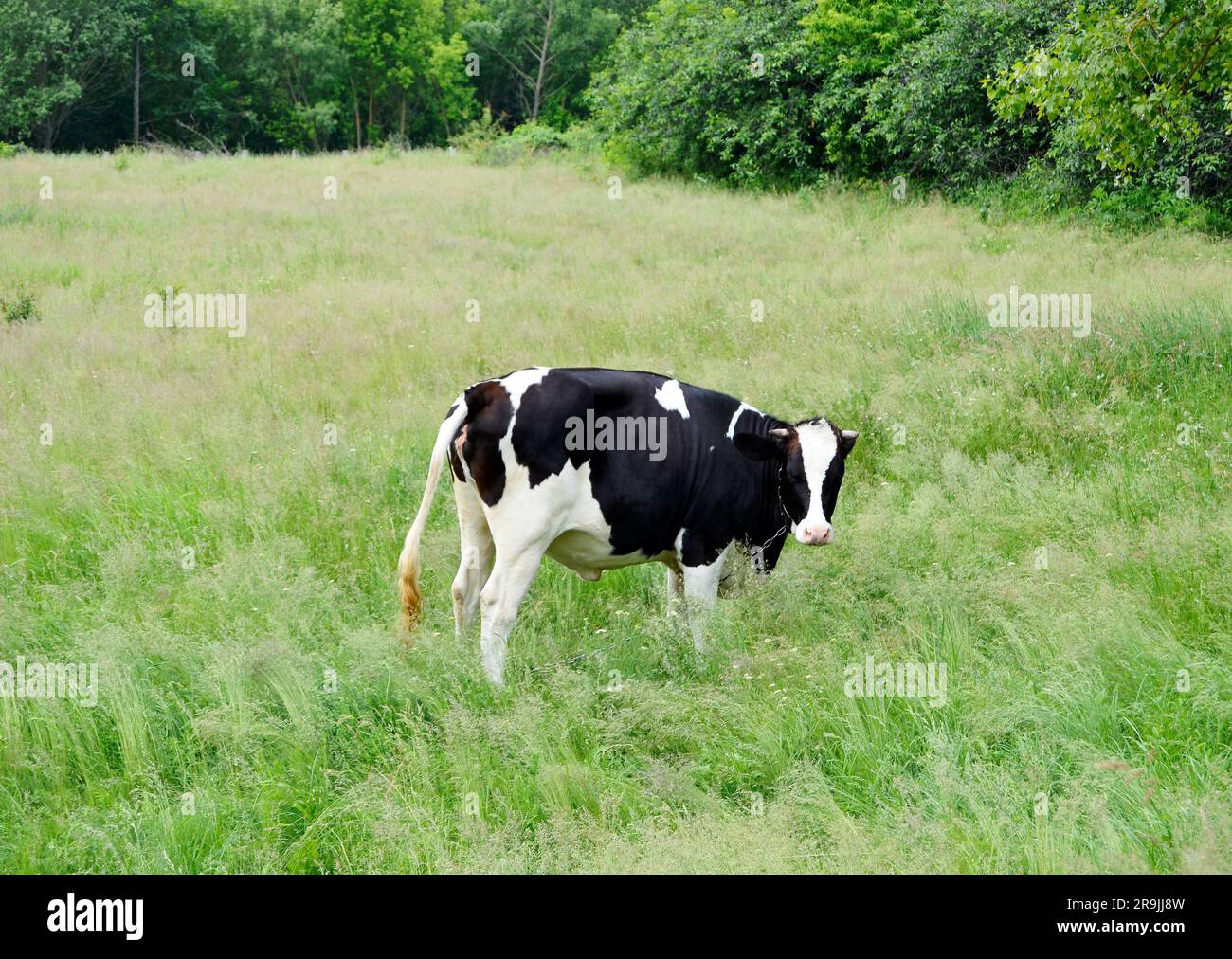 Photography on theme beautiful big milk cow grazes on green meadow ...