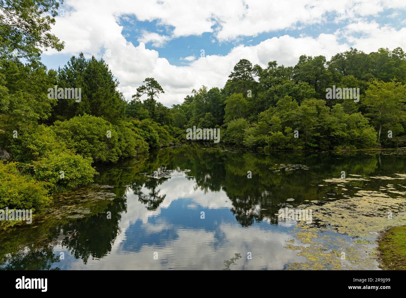landscape in the Magnolia Springs State Park in Georgia Stock Photo - Alamy
