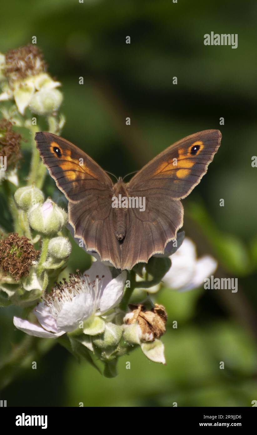 Maniola jurtina butterfly Stock Photo - Alamy