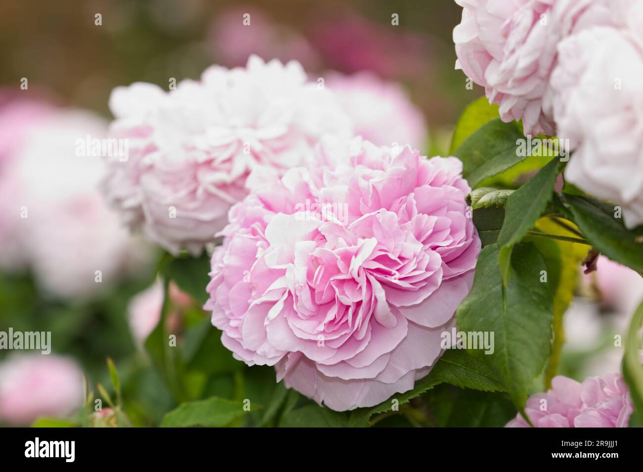 Pink scented double summer blooms of rose rosa Jacques Cartier in UK ...