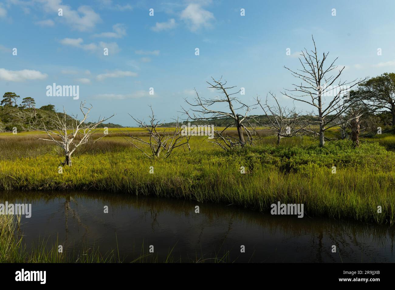 Georgia coastal marsh hi-res stock photography and images - Alamy