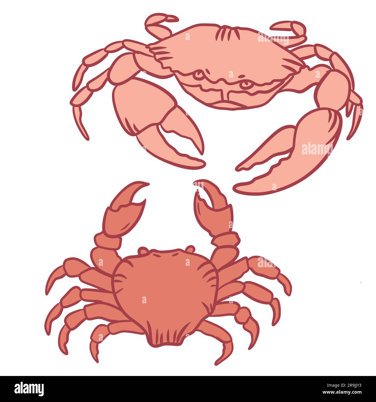 Hand drawn illustration of sea crab in orange blush peach color ...