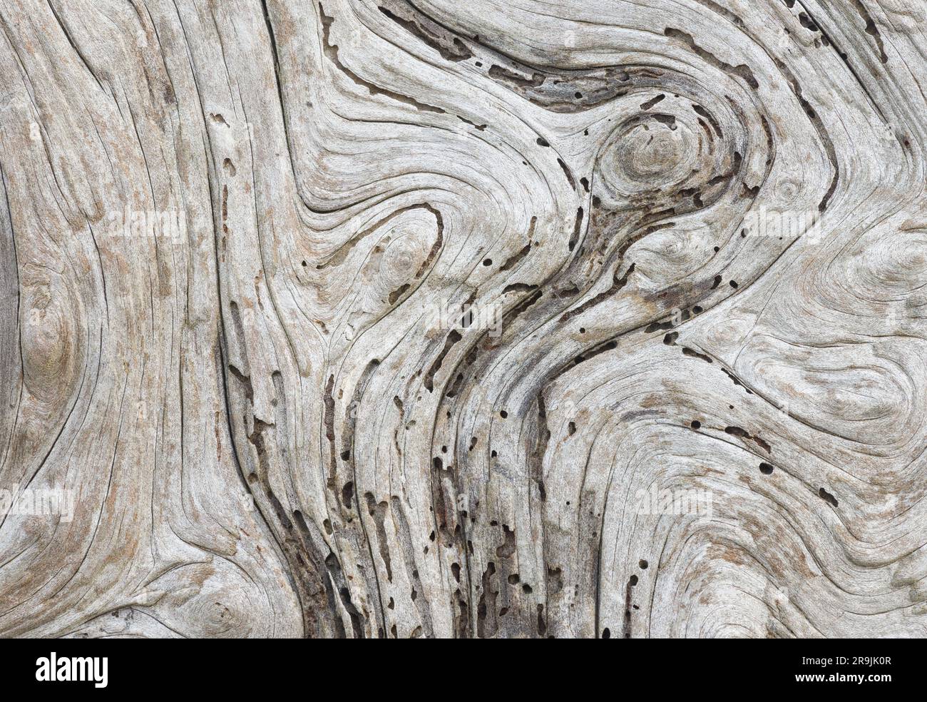 Close up of the spiral wood grain patterns and insect burrow tracts in ...