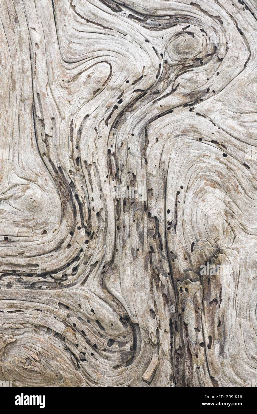 Close up of the spiral wood grain patterns and insect burrow tracts ...