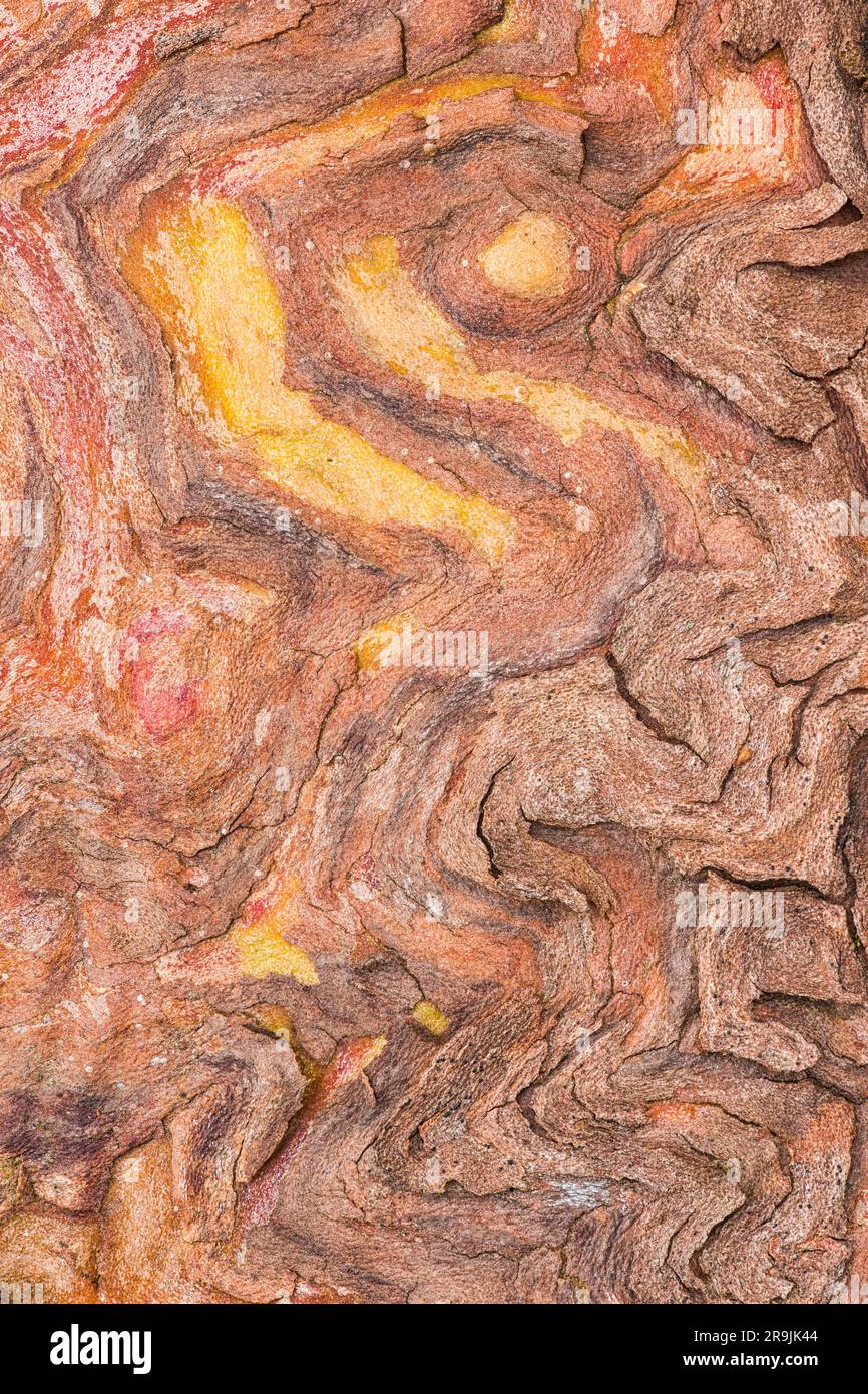 Macro image of patterns in the bark of a Madrona Arbutus menziesii tree ...