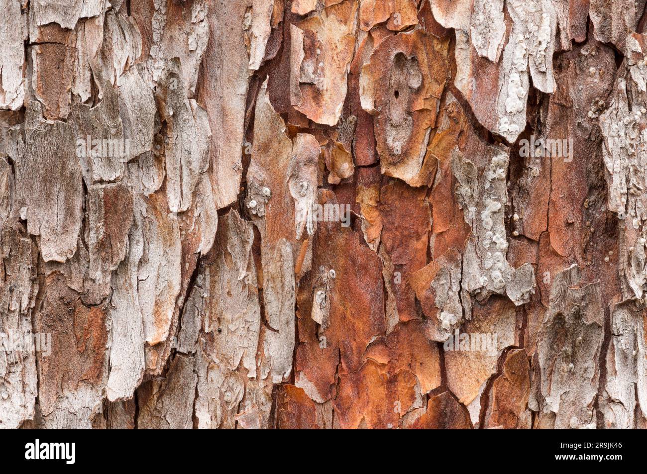Trunk of madrona tree hi-res stock photography and images - Alamy