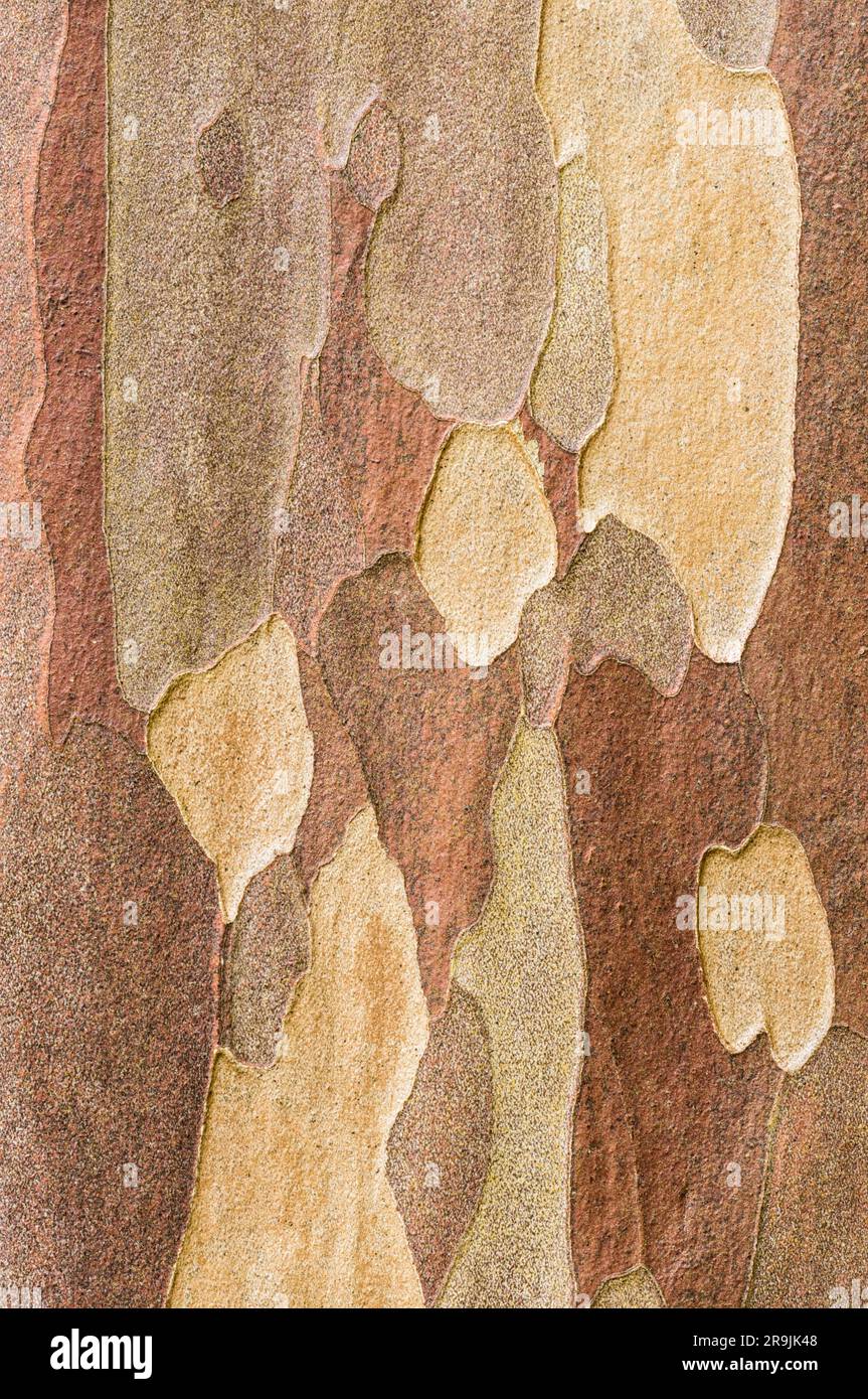 Patterns in the bark of a Japanese stewartia tree Stock Photo - Alamy