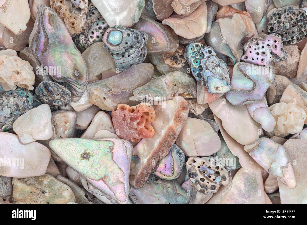 Variety of shell shapes hi-res stock photography and images - Alamy