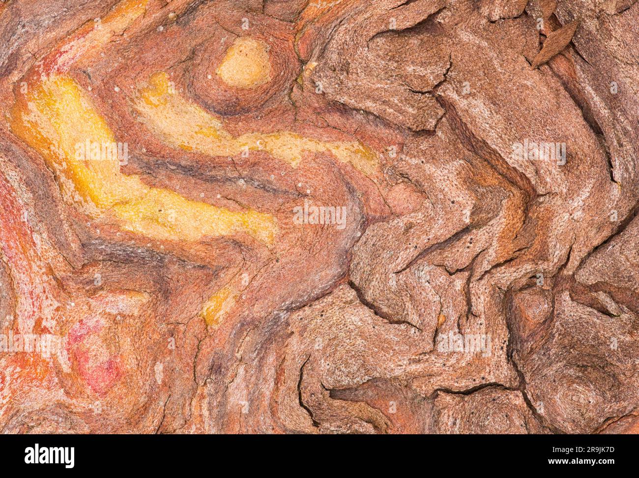 Macro image of patterns in the bark of a Madrona Arbutus menziesii tree ...