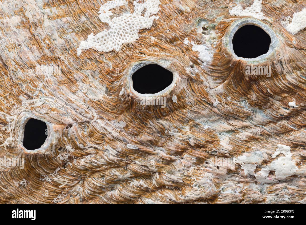 Mexican abalone hi-res stock photography and images - Alamy