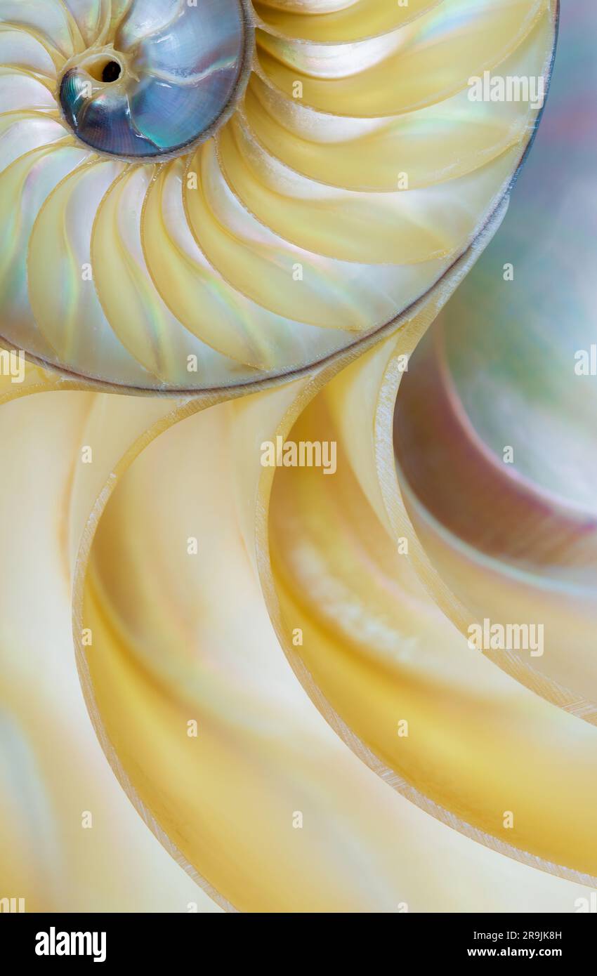 Pearlized texture hi-res stock photography and images - Alamy