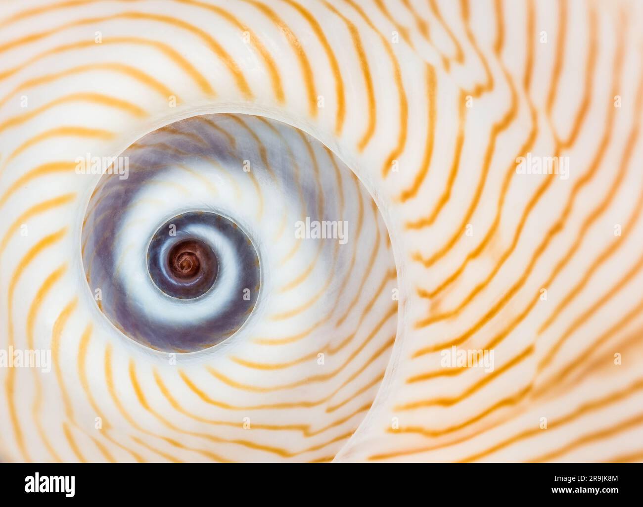Macro image of a Lined Moon sea shell Natica lineata Stock Photo - Alamy