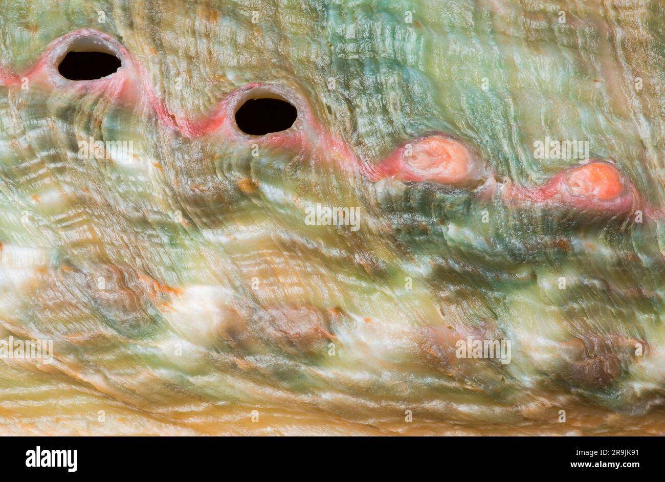 Macro photograph of the patterns and colors on the exterior surface of ...