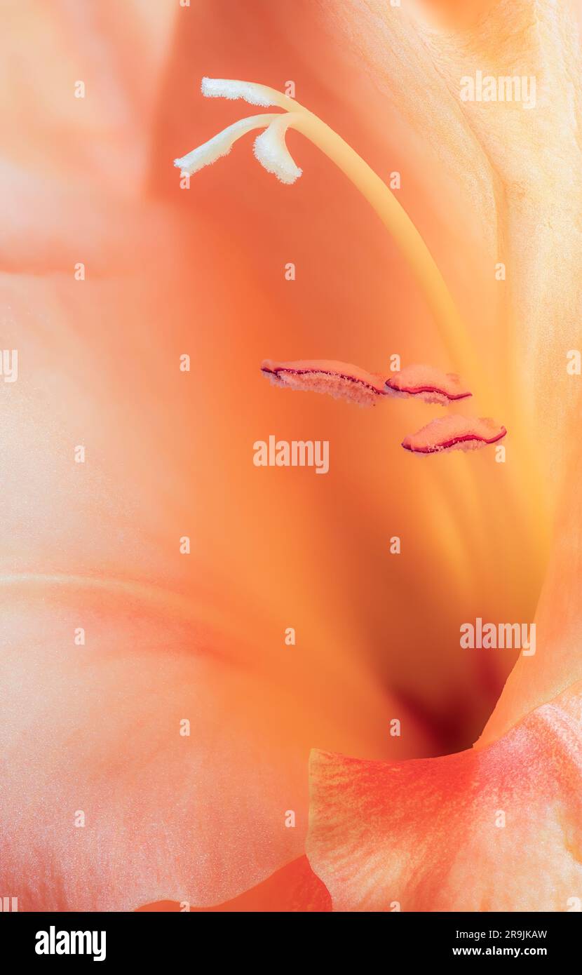 Orange gladiolus petals close up hi-res stock photography and images ...