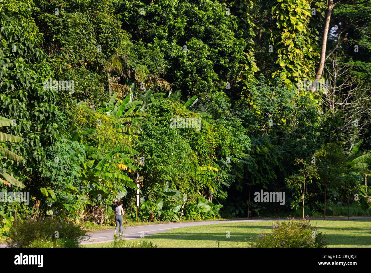 Back view of a gorgeous young lady running outdoor trail alone Stock ...