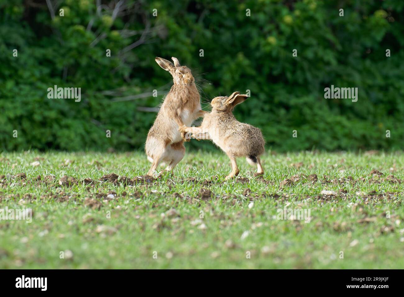 Boxing hares hi-res stock photography and images - Alamy