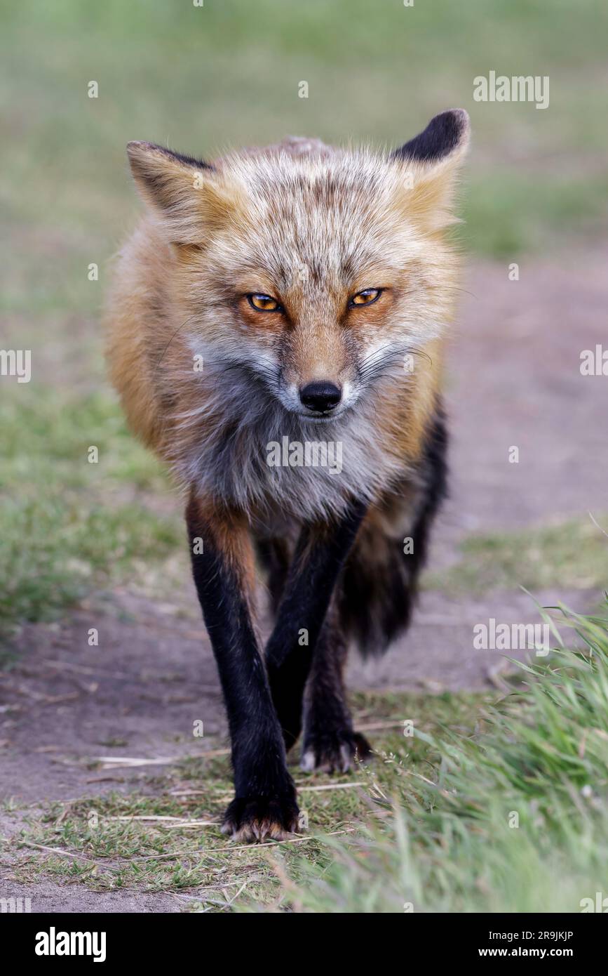 Foxy love hi-res stock photography and images - Alamy