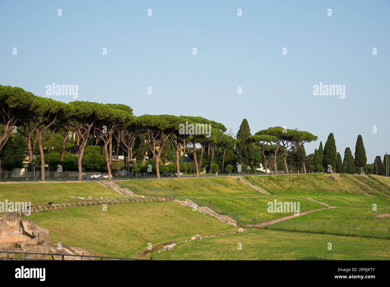 Stone pine tree in the morning by Circus Maximus. Pinus Pinea Stock ...