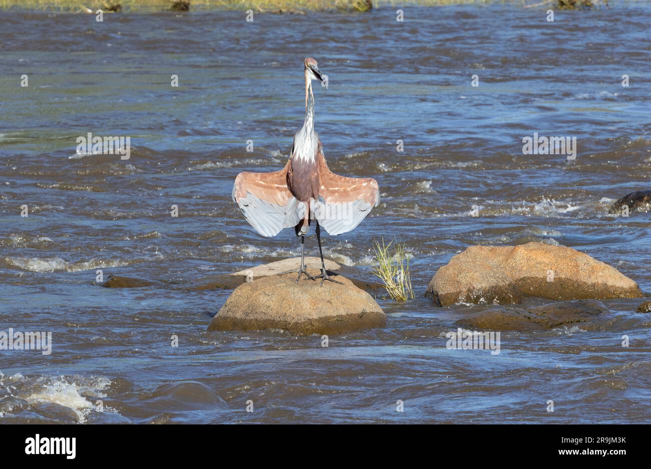 The Goliath Heron is the largest of the heron family. Here one stands ...