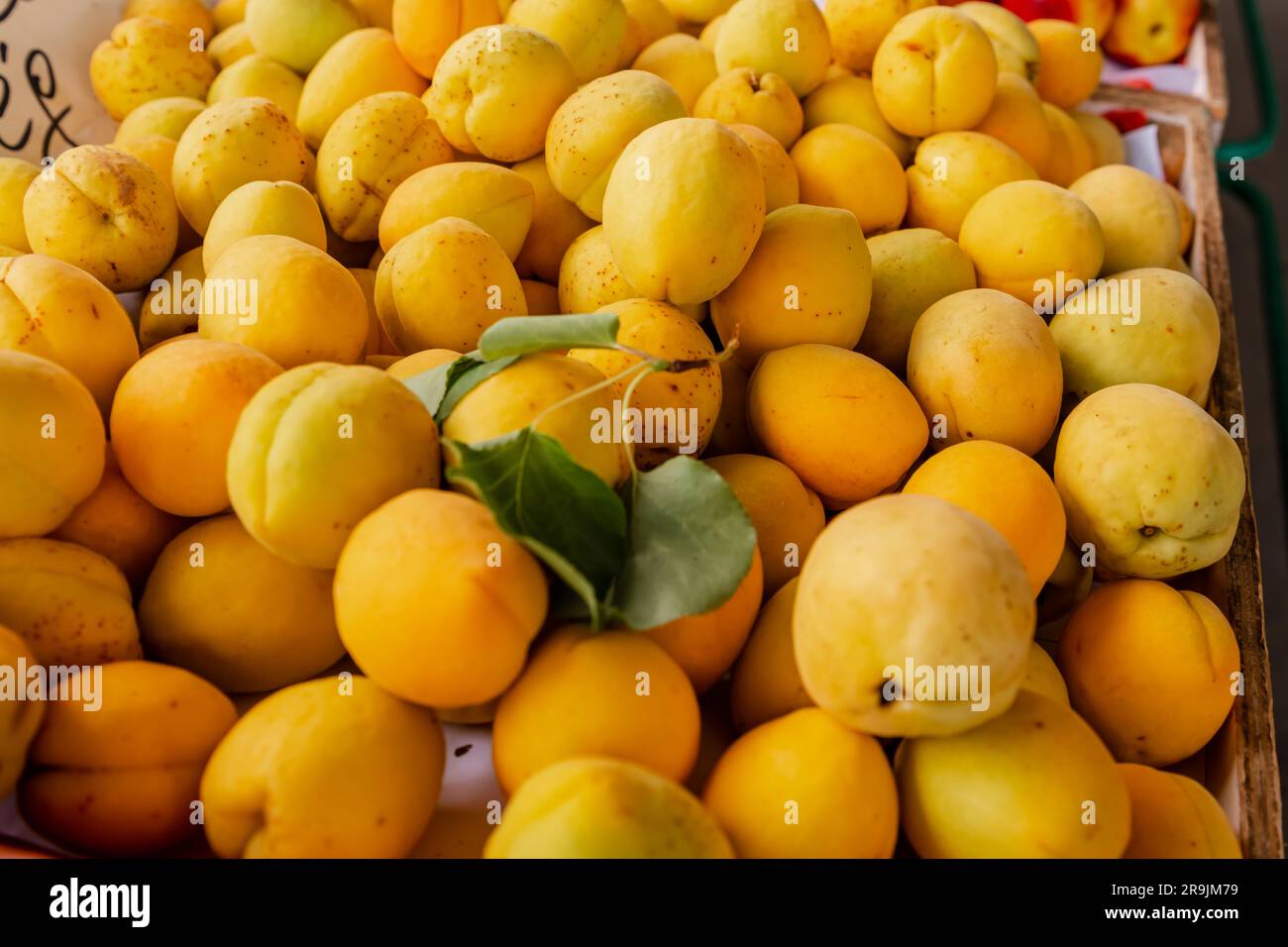 Apricots lined up at the grocery store counter. Yellow apricot Stock ...