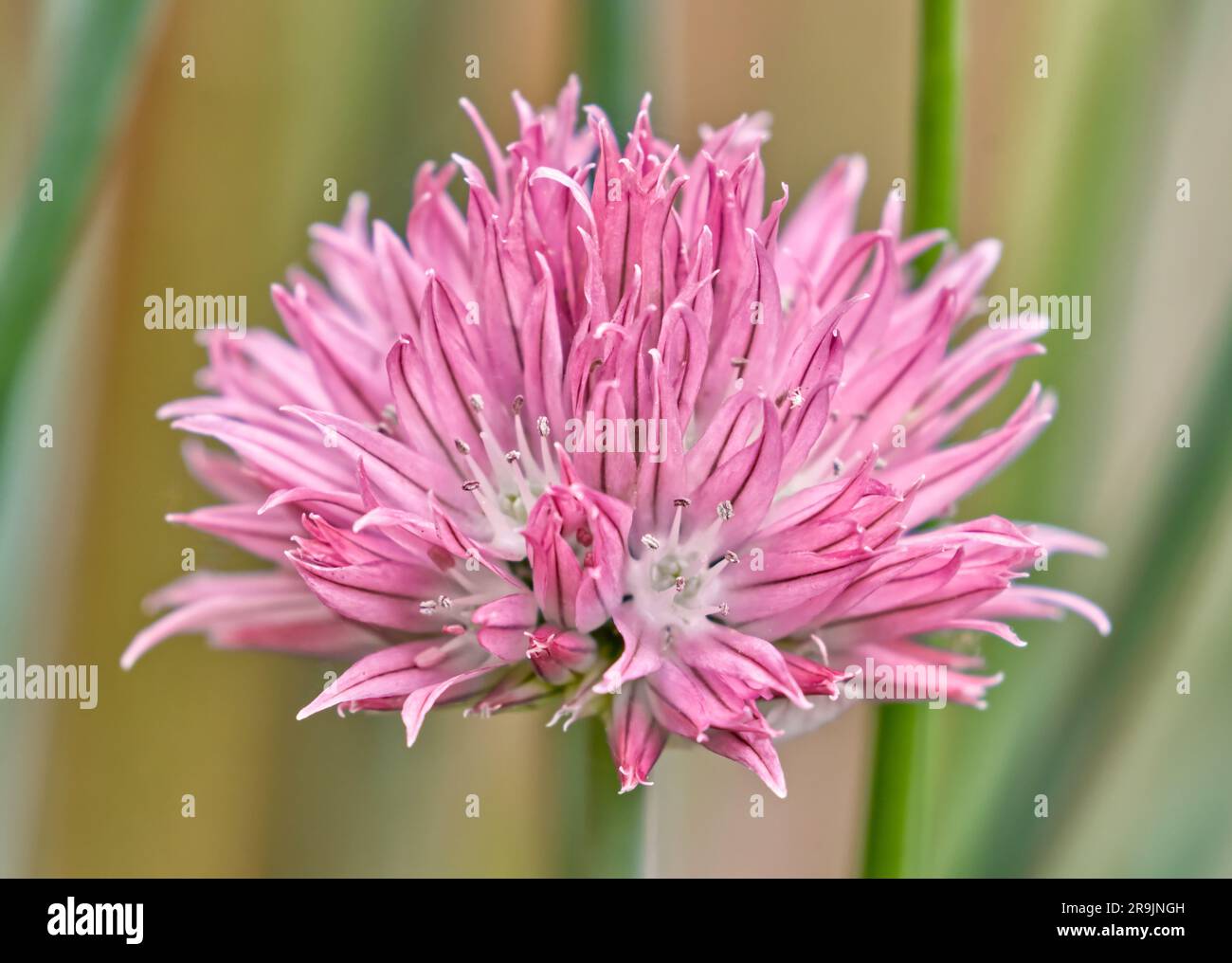 Perennial herb hi-res stock photography and images - Alamy