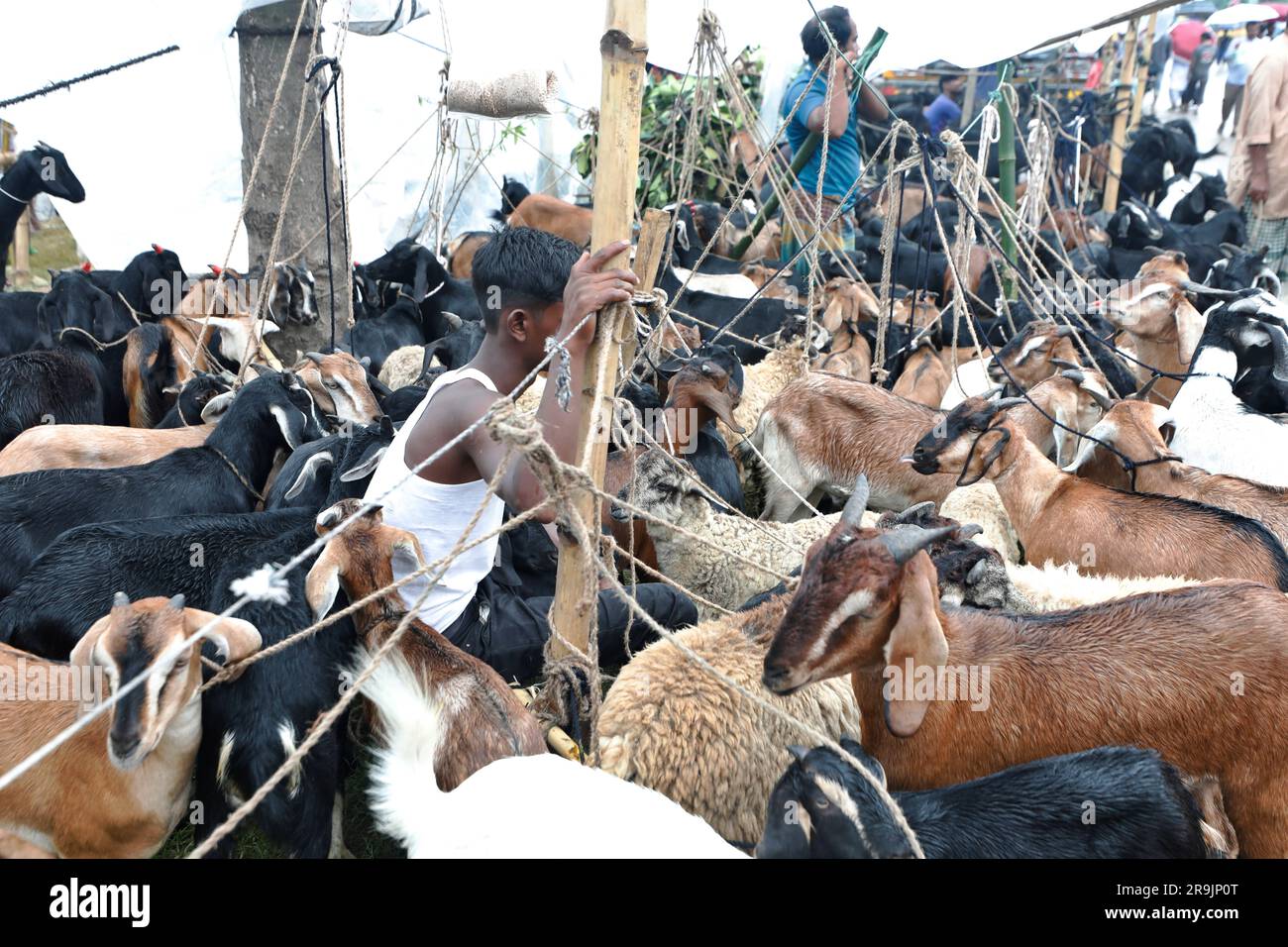 Dhaka, Bangladesh - June 27, 20023: Bangladeshi traders wait for the customer at a cattle market ...