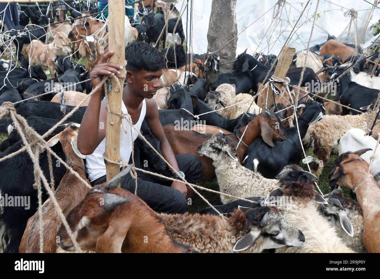 Dhaka, Bangladesh - June 27, 20023: Bangladeshi traders wait for the customer at a cattle market ...
