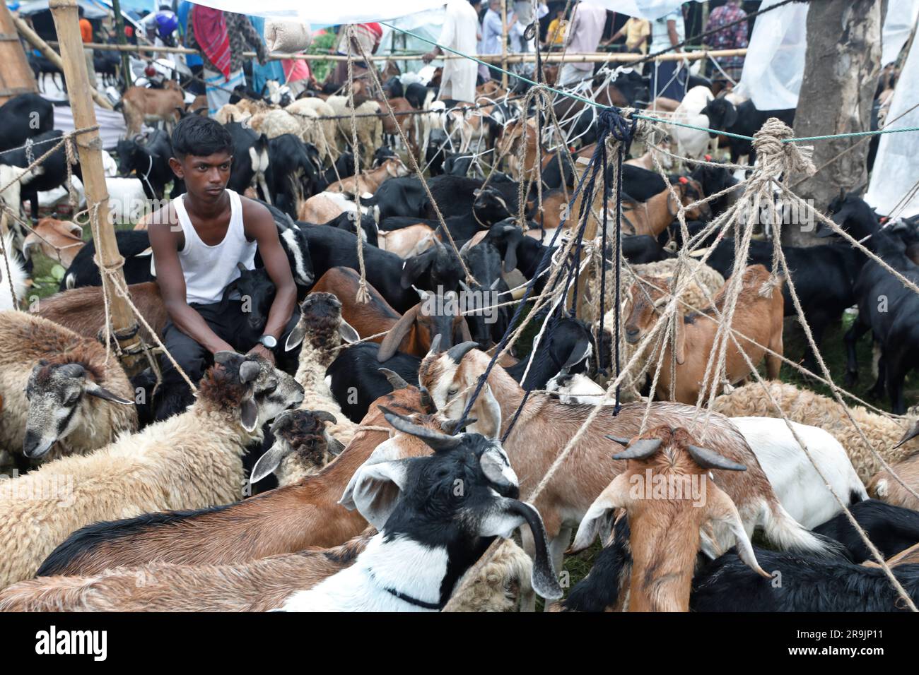 Dhaka, Bangladesh - June 27, 20023: Bangladeshi traders wait for the customer at a cattle market ...