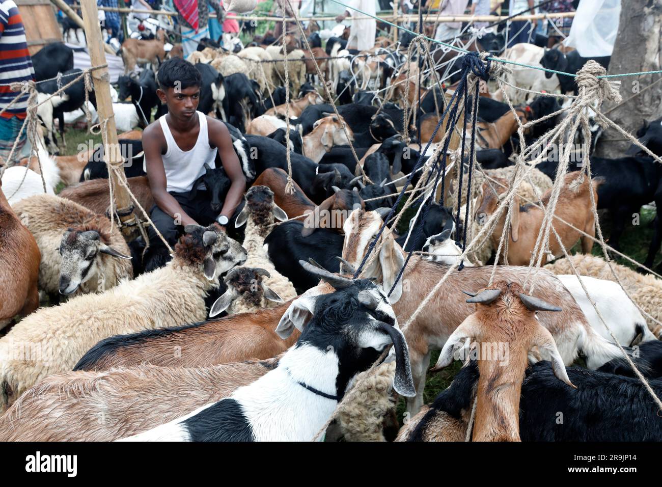 Cattle goad hi-res stock photography and images - Alamy