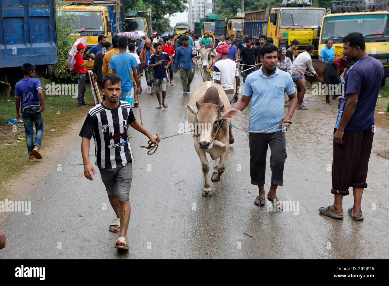 Bangladeshi cows hi-res stock photography and images - Alamy