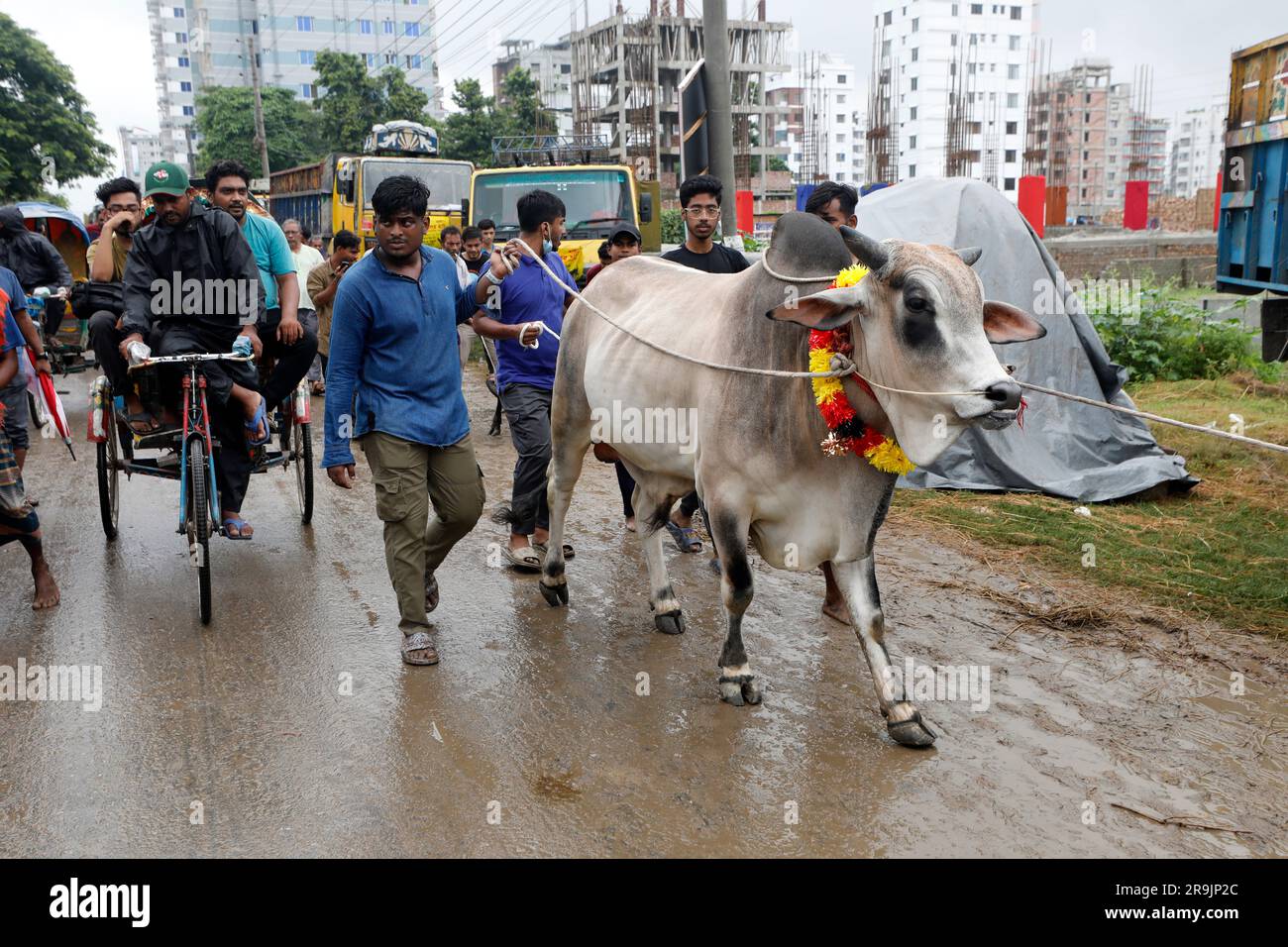Bangladeshi cows hi-res stock photography and images - Alamy