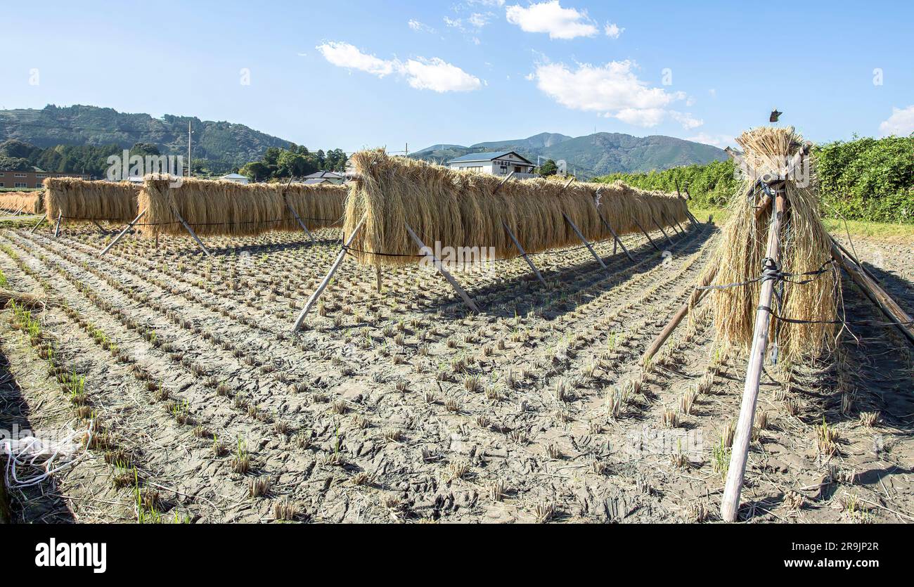 Rice drying rack hi-res stock photography and images - Alamy