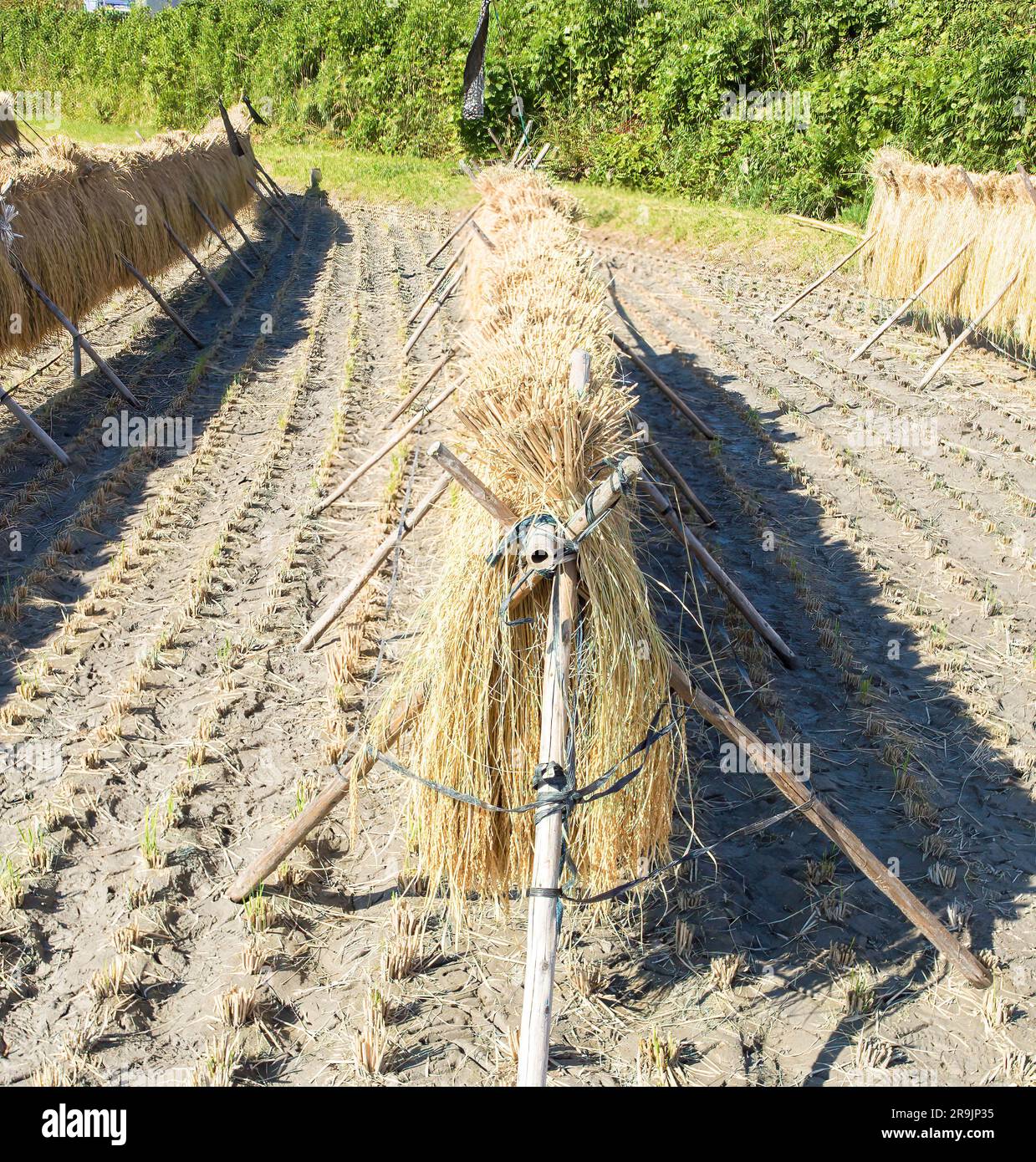 Drying rice japan hi-res stock photography and images - Alamy
