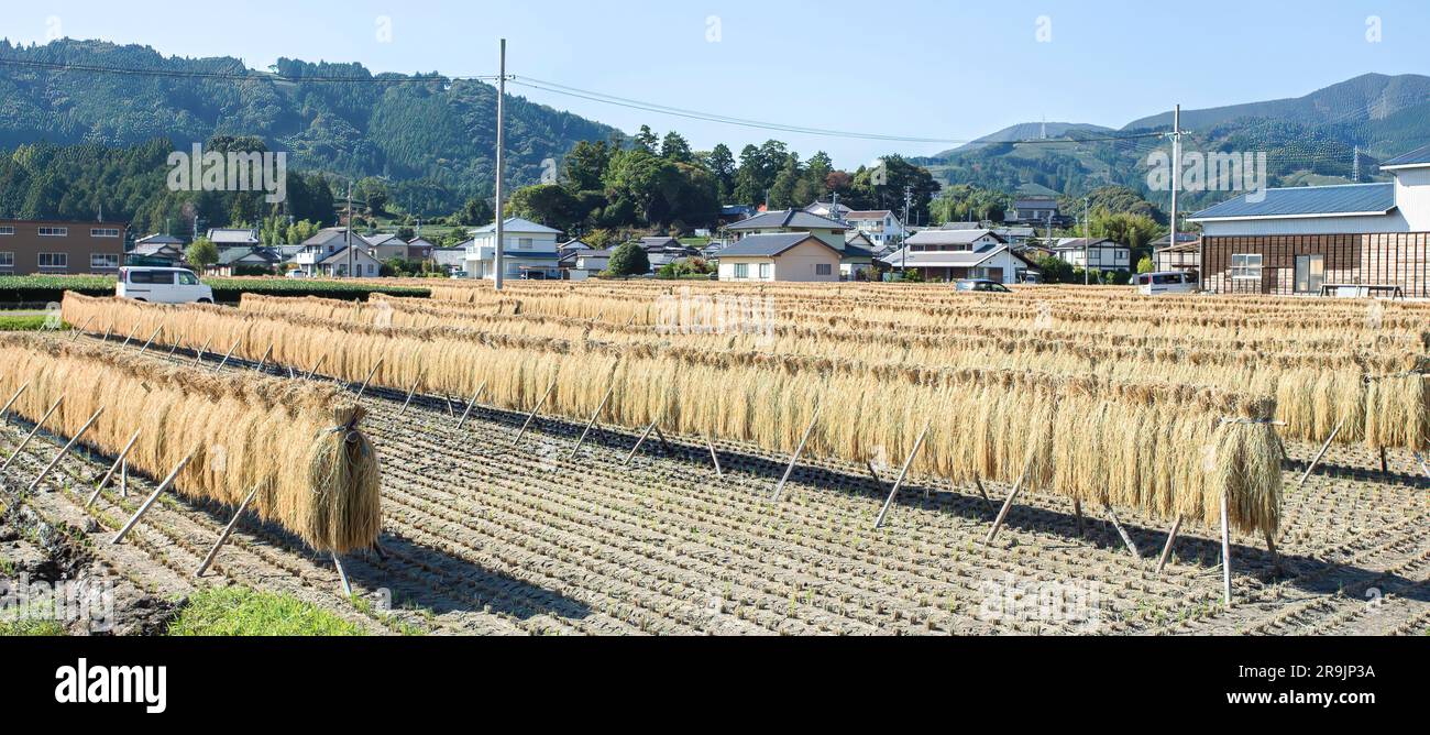 Rice drying rack hi-res stock photography and images - Alamy