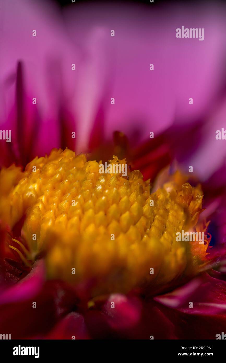 Close up of Hybrid Red Painted Daisy (Tanacetum coccineum) fully ...