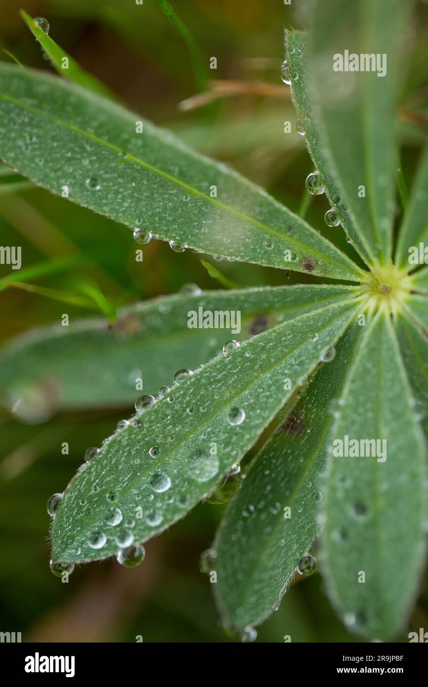 Droplet trail hi-res stock photography and images - Alamy