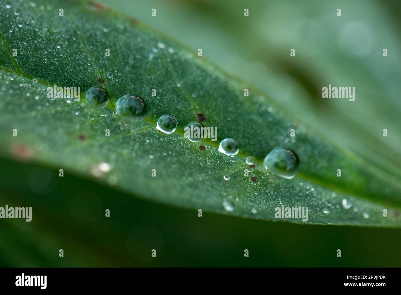 Natural dew drops formed due to excessive condensation on a leaf on the ...